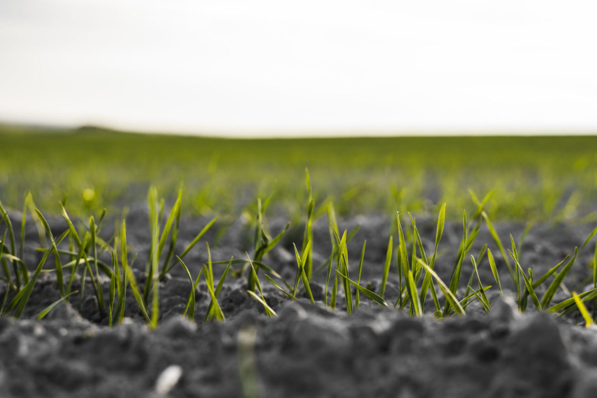 Winter Wheat Growing Season Information - WGC