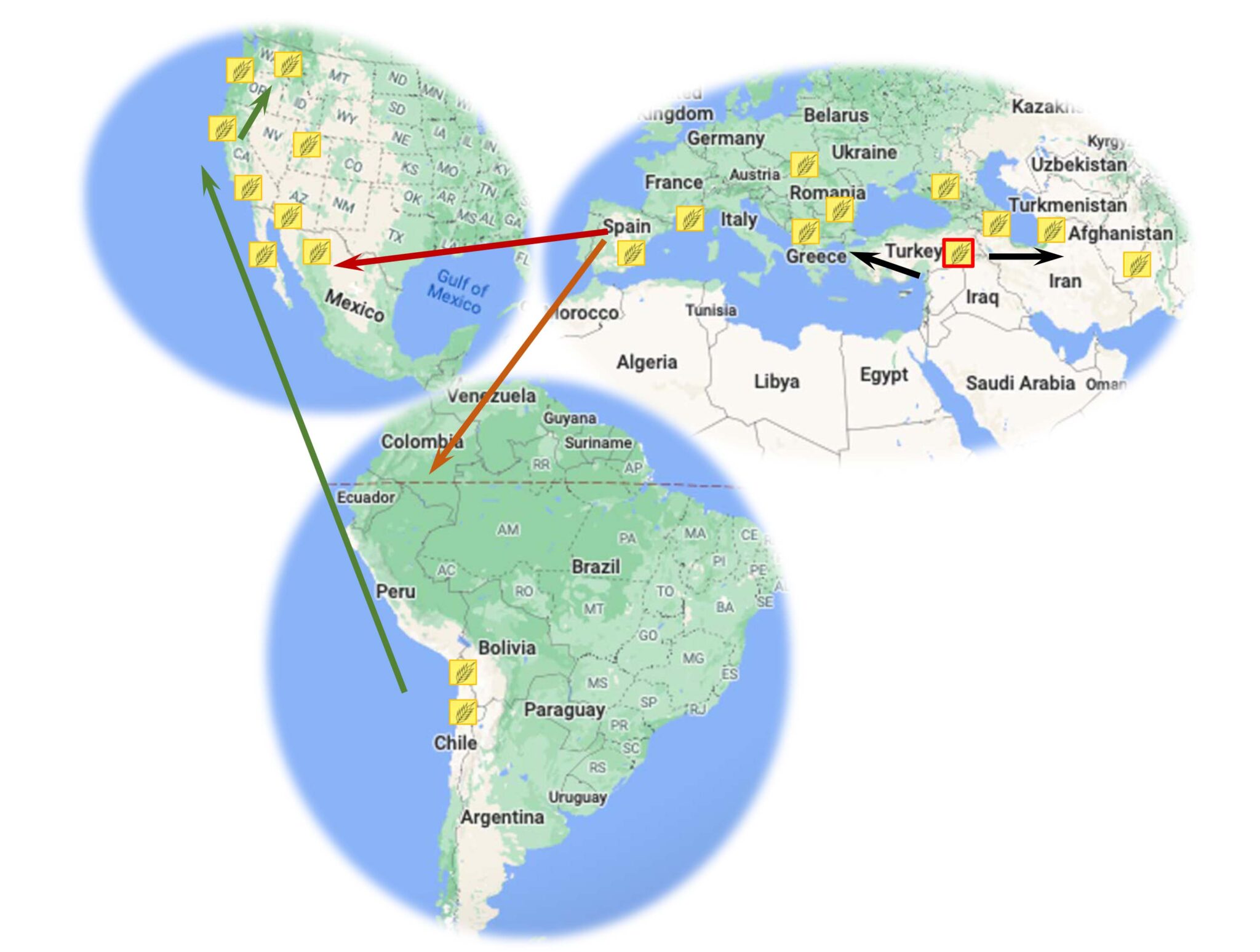 The origins of club wheat - WA Grains