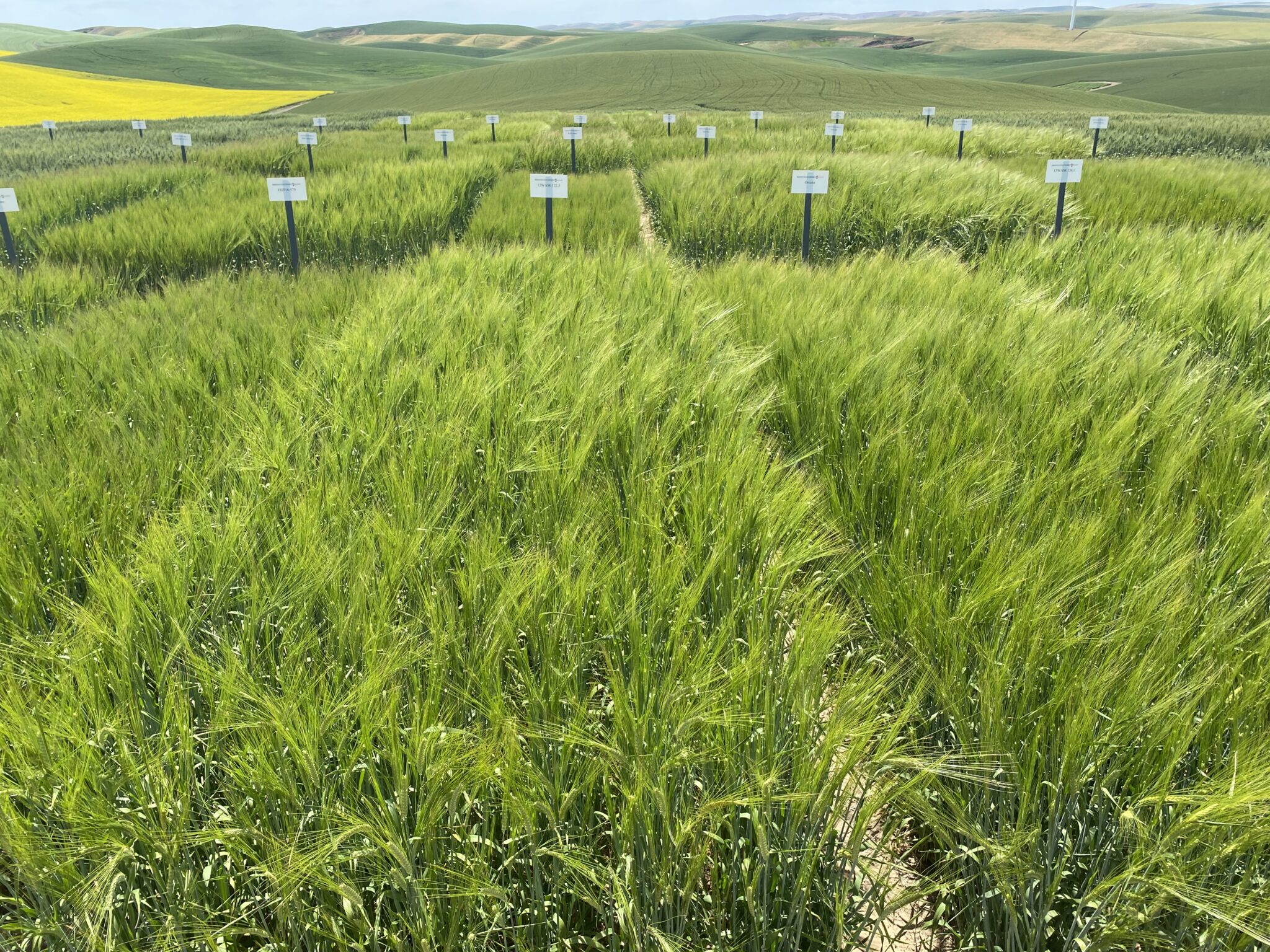 2022 spring barley trial results - WA Grains