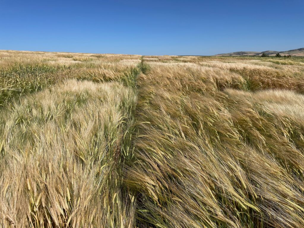 Breeding resilient malt barley - WA Grains