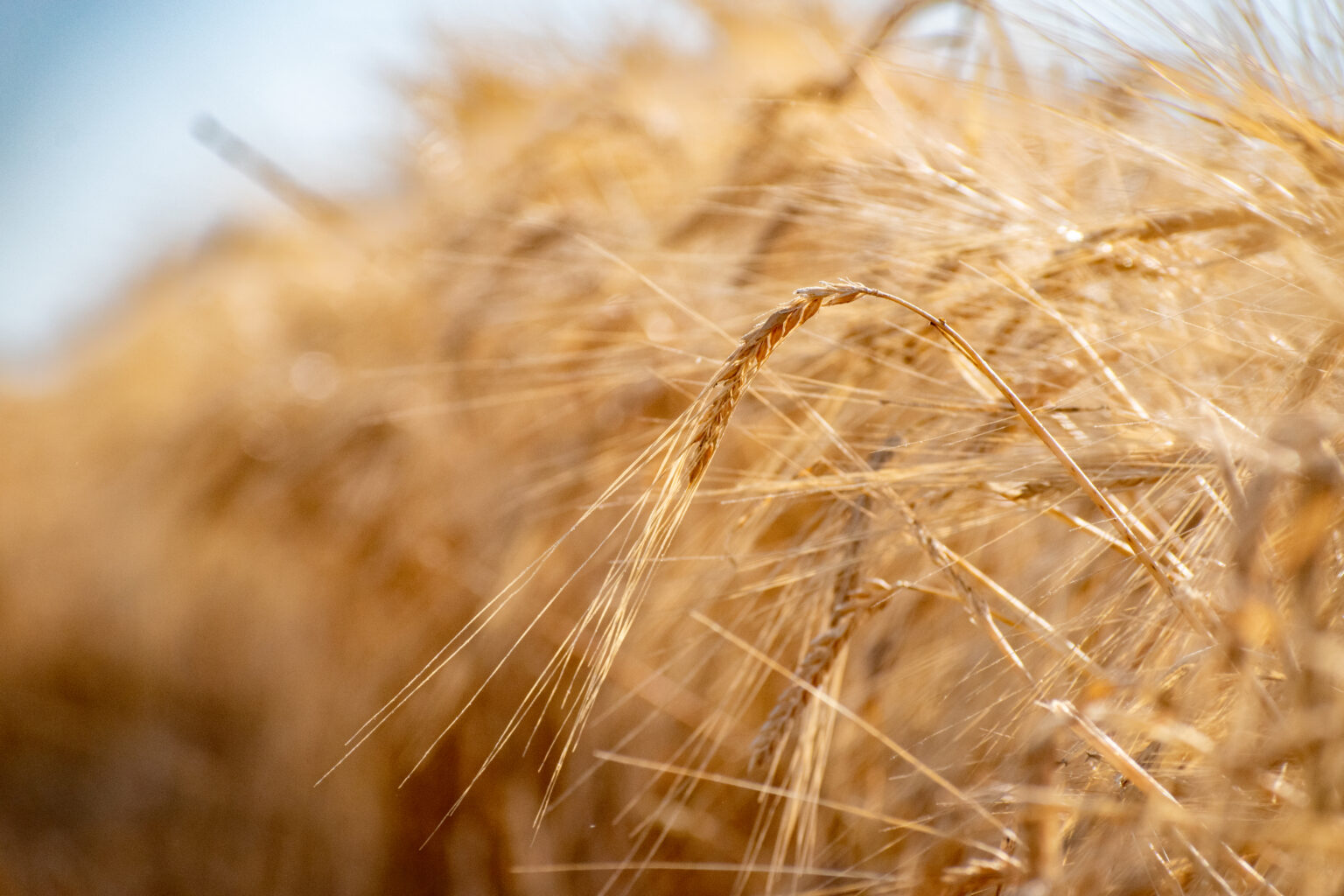 Facts About Washington State Barley - Washington Grain Commission