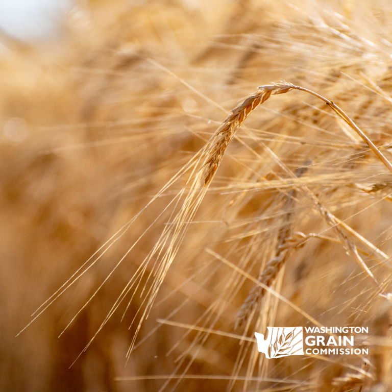 What's new with barley - WA Grains