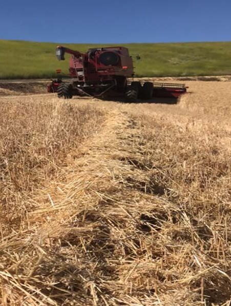 Growing problem - WA Grains