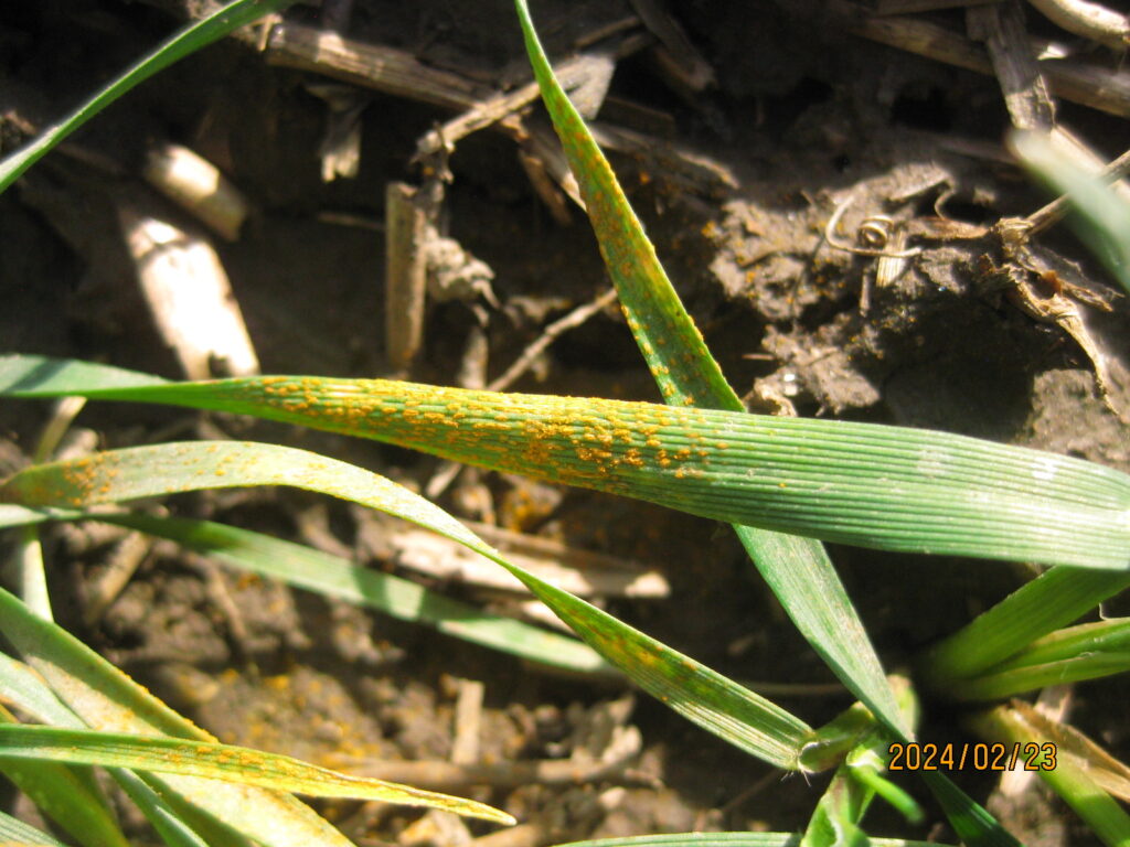 Stripe rust is back for 2024 crop - WA Grains