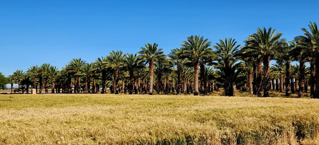 Demonstrated impact - WA Grains