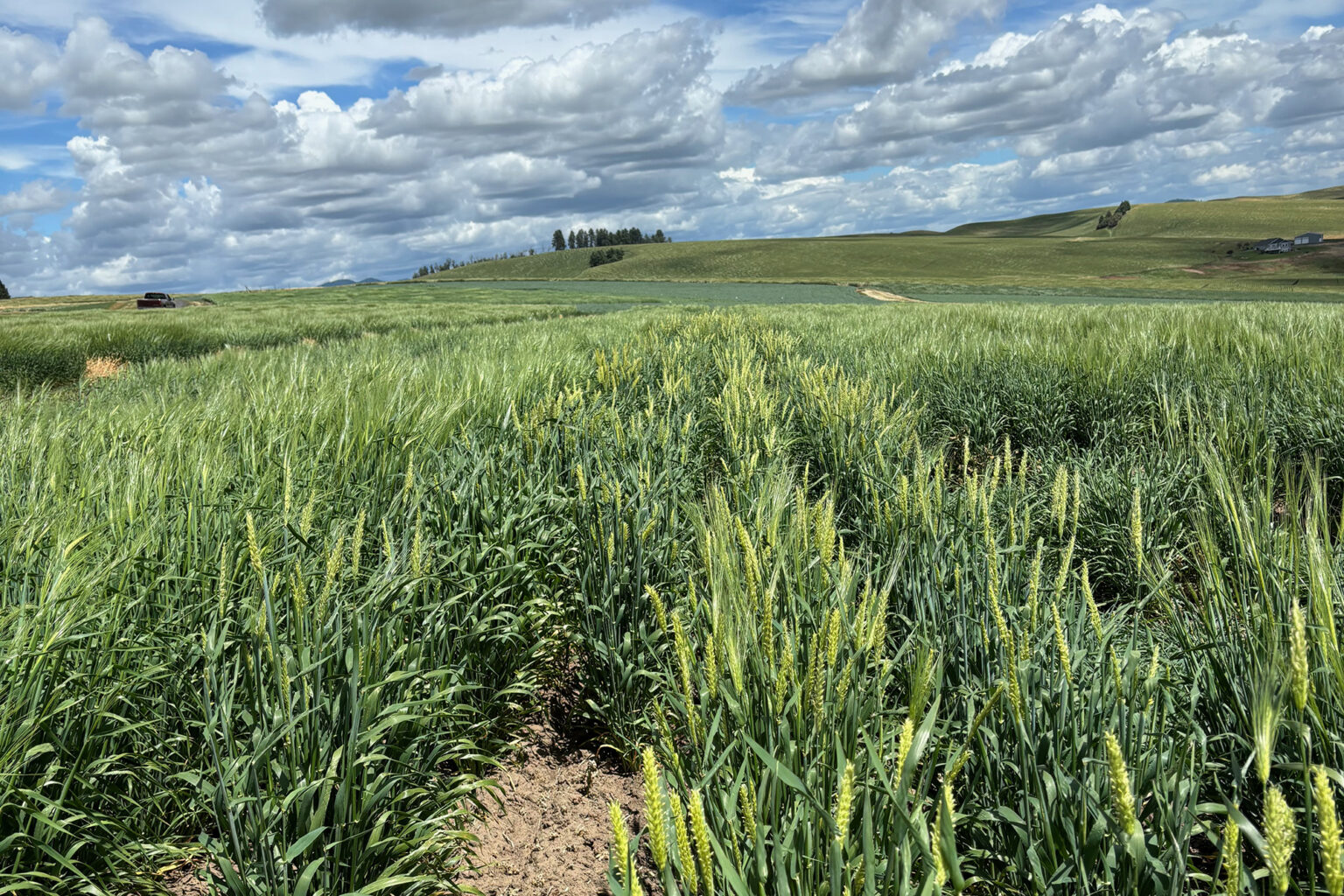 The value of barley - WA Grains
